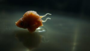 What Does Betta Fish Poop Look Like? (Normal vs. Problem Signs)